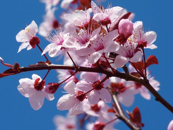ANA National Cherry Blossom Festival Sweepstakes