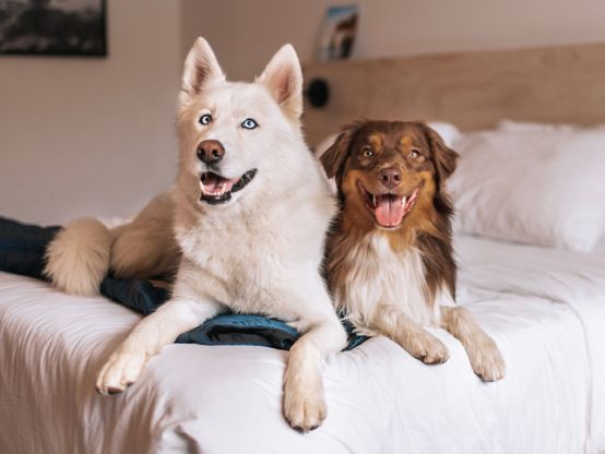 Go Solutions Pet Food VIP Pet Trip Giveaway - Instagram