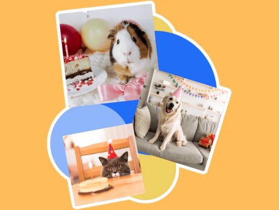 PetSmart Ultimate Party Animal Contest