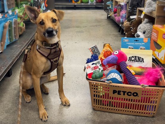 Petco National Dog Day Giveaway - Instagram