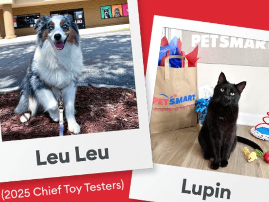 PetSmart 2026 Chief Toy Tester Contest
